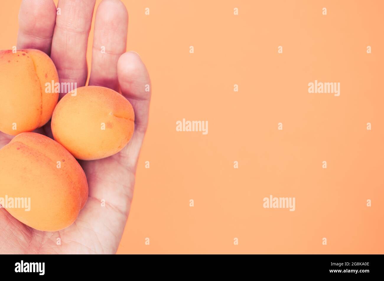 Hand holding fresh apricots on an orange background with copy space ...
