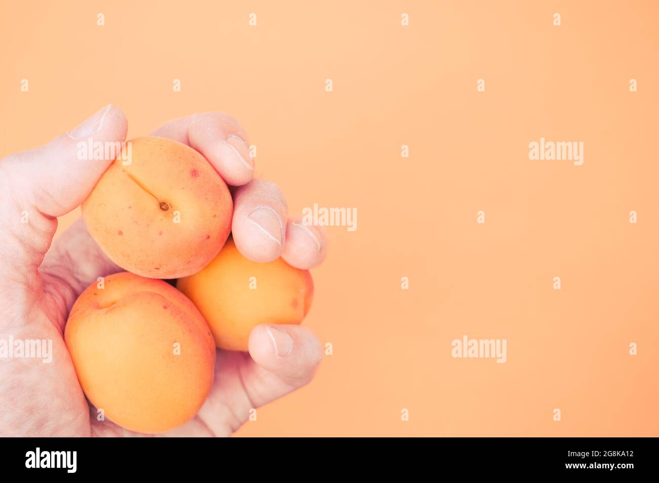 Hand holding fresh apricots on an orange background with copy space ...