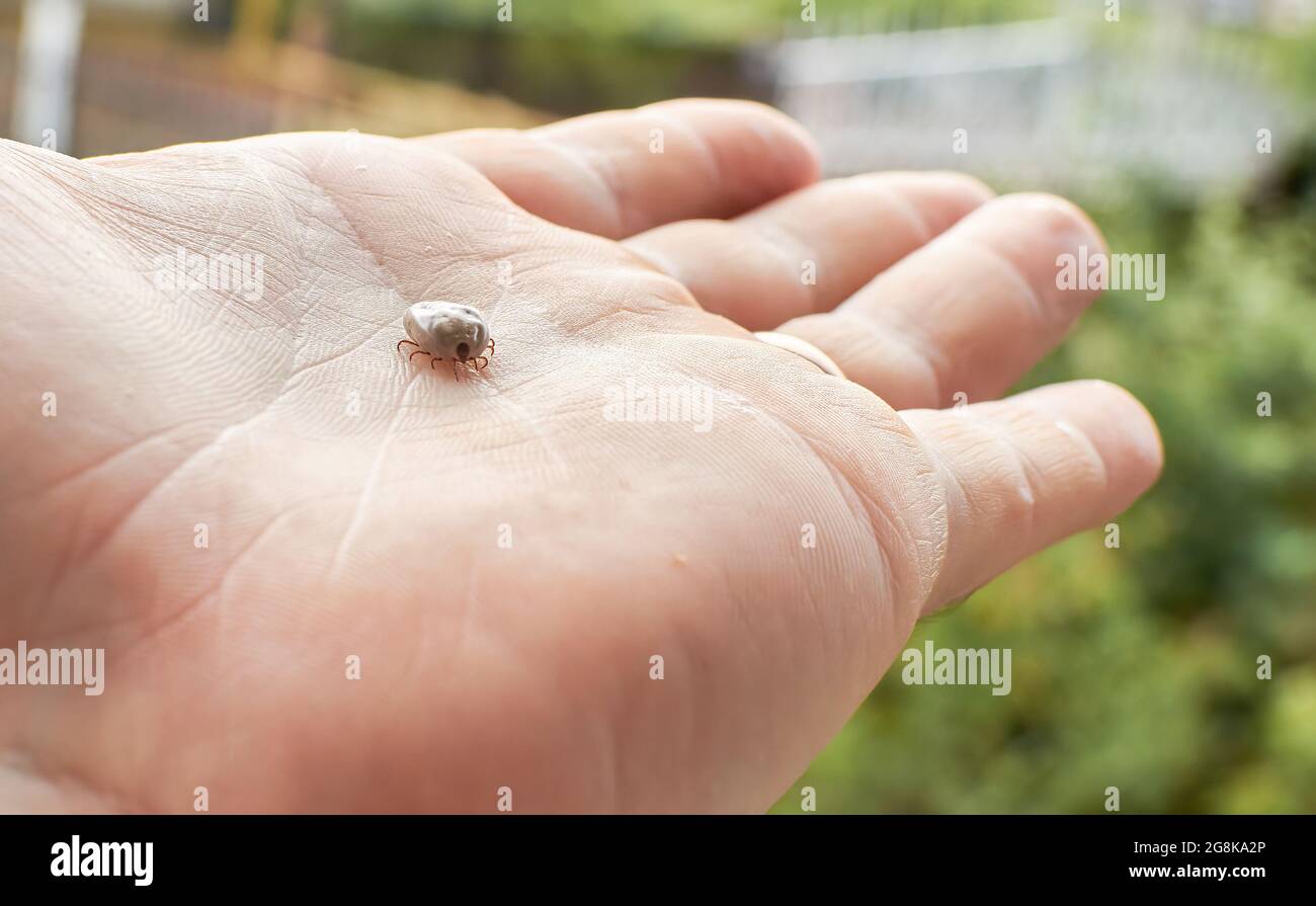 Tick Ixodes ricinus on humans hand filled with blood Stock Photo - Alamy