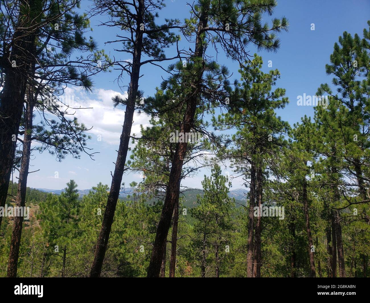 Heddy Draw Overlook, Custer State Park, South Dakota Stock Photo - Alamy
