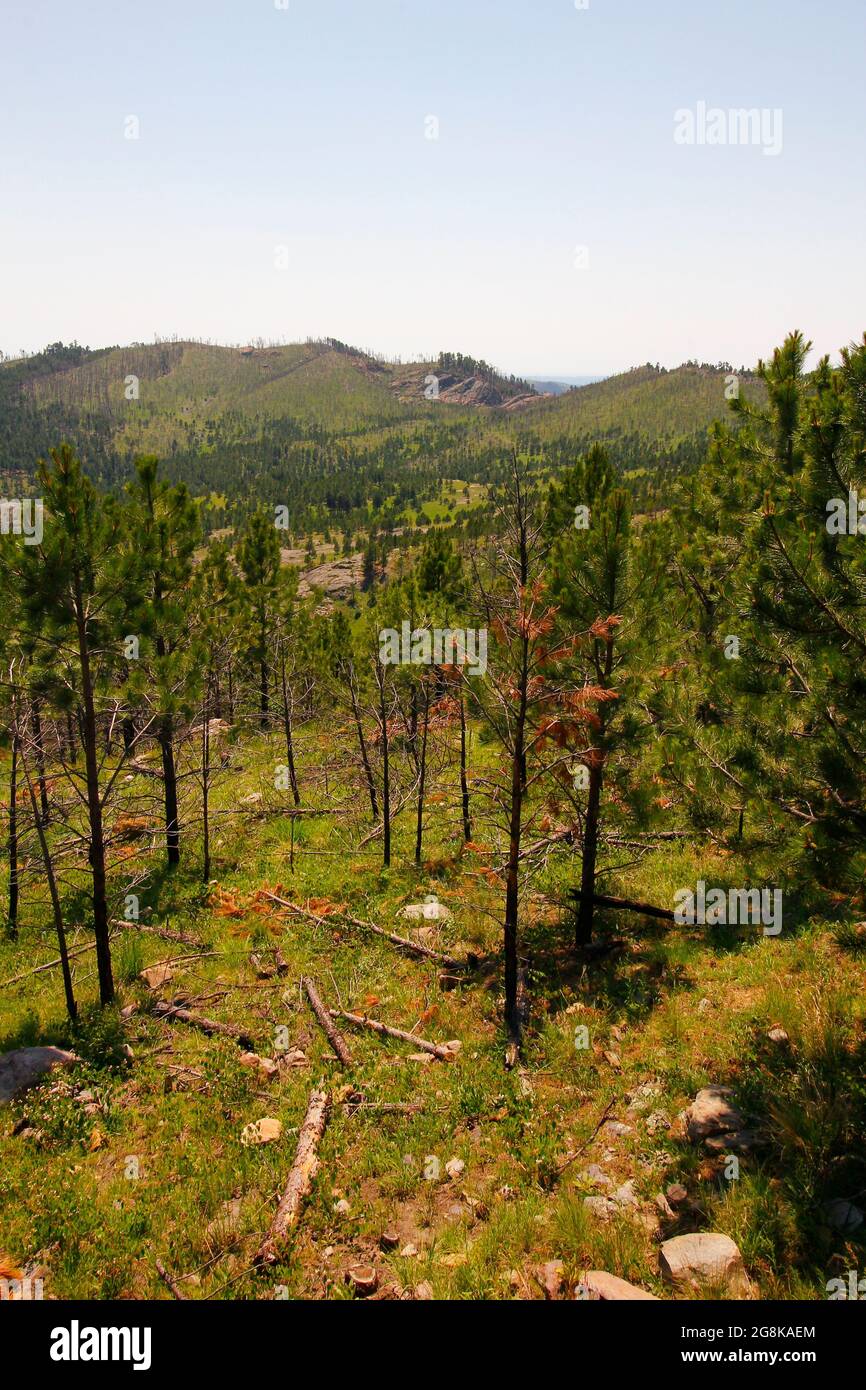 Heddy Draw Overlook, Custer State Park, South Dakota Stock Photo - Alamy