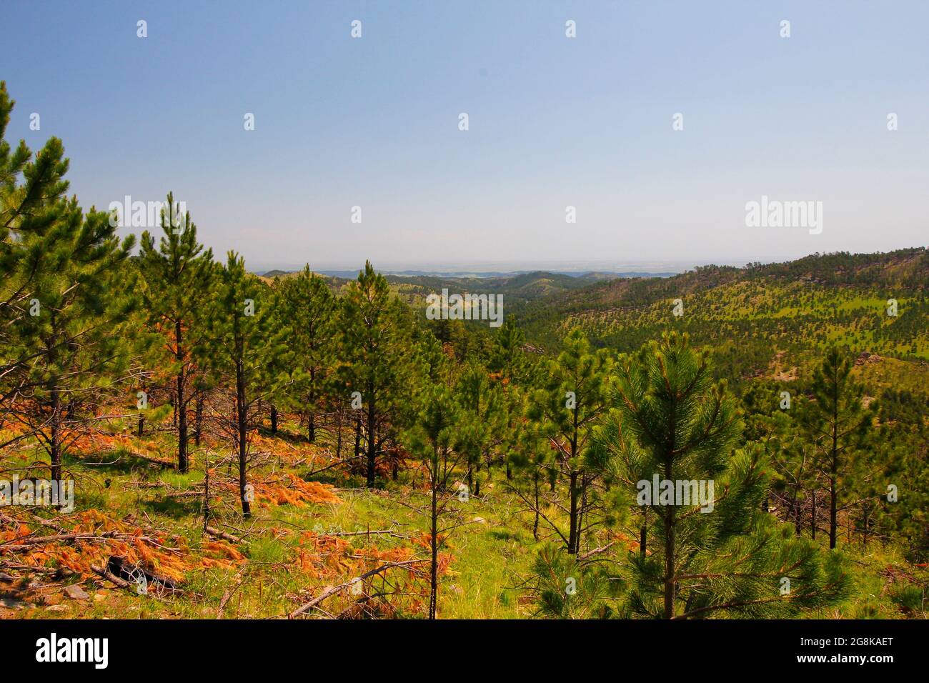 Heddy Draw Overlook, Custer State Park, South Dakota Stock Photo - Alamy