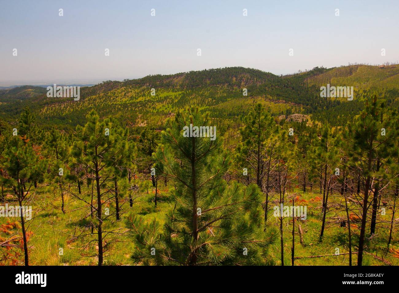 Heddy Draw Overlook, Custer State Park, South Dakota Stock Photo - Alamy
