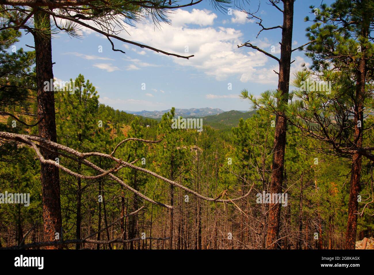 Heddy Draw Overlook, Custer State Park, South Dakota Stock Photo - Alamy