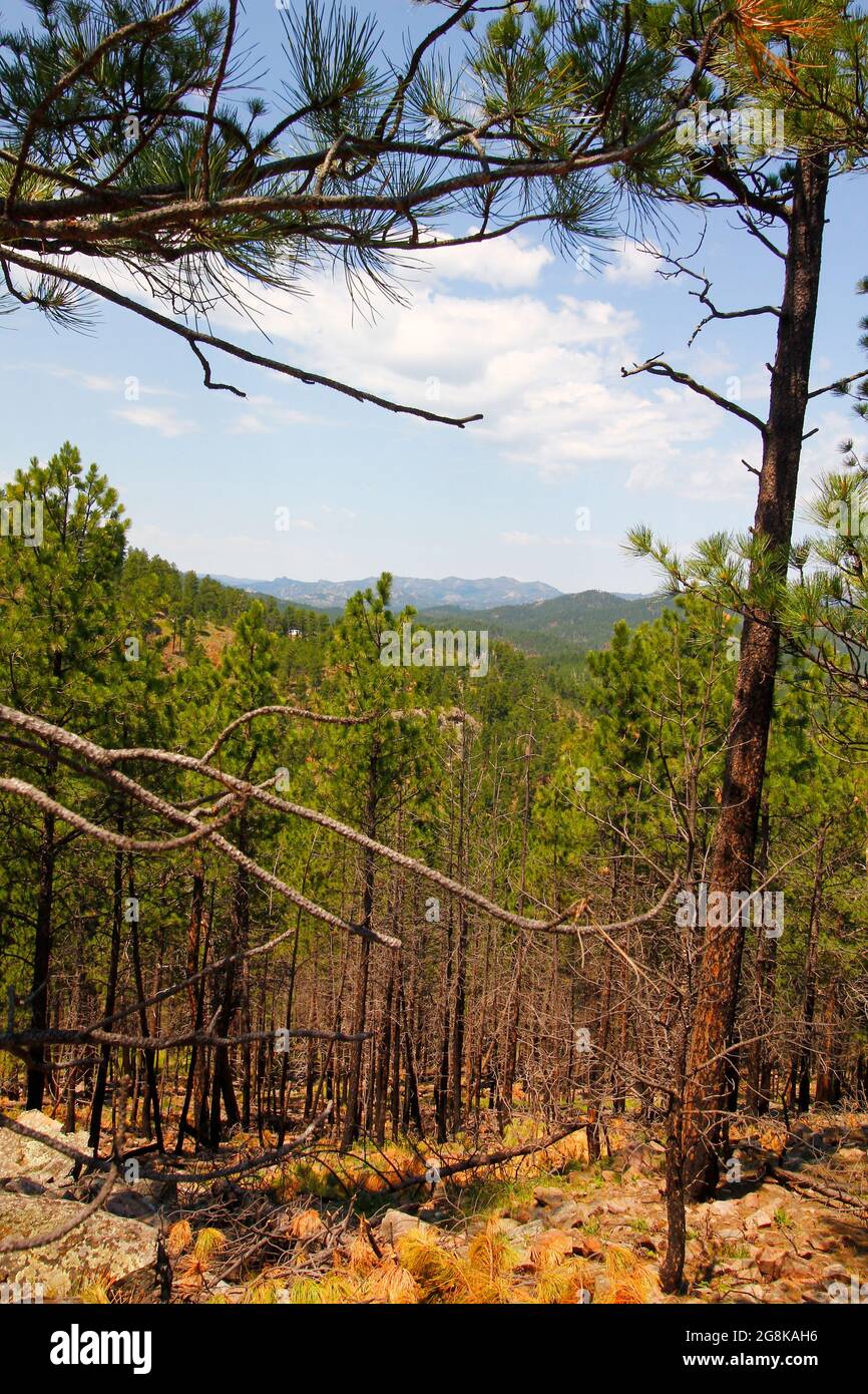 Heddy Draw Overlook, Custer State Park, South Dakota Stock Photo - Alamy