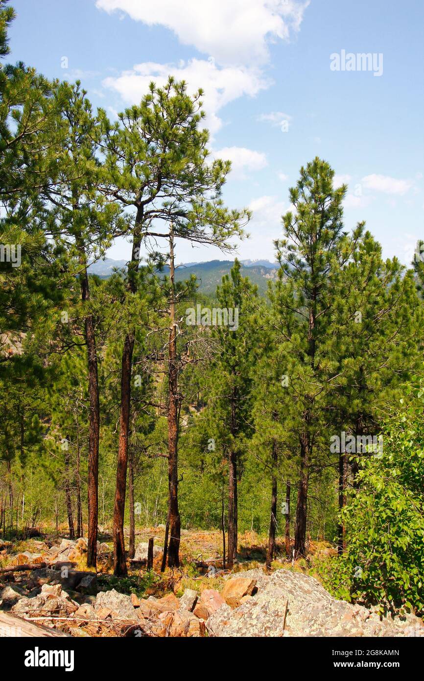 Heddy Draw Overlook, Custer State Park, South Dakota Stock Photo - Alamy