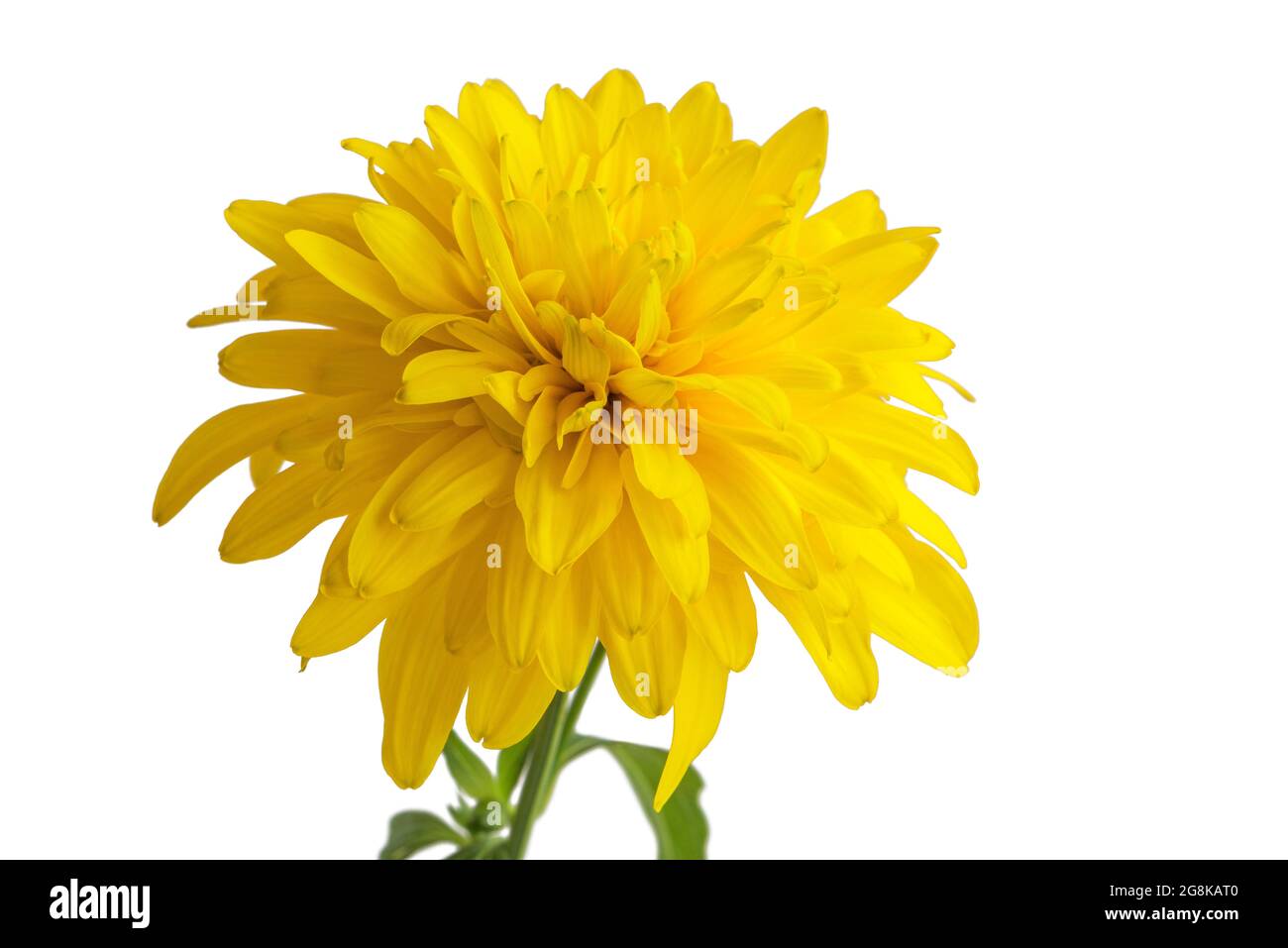 One yellow flower isolated on white background Stock Photo - Alamy