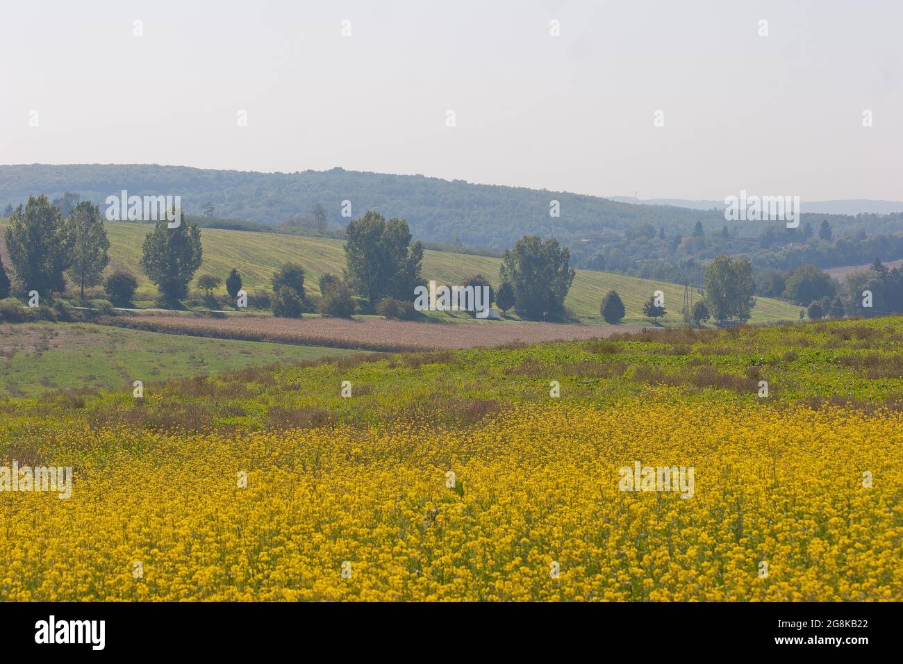 Rural summer landscape with meadows and fields European countryside ...