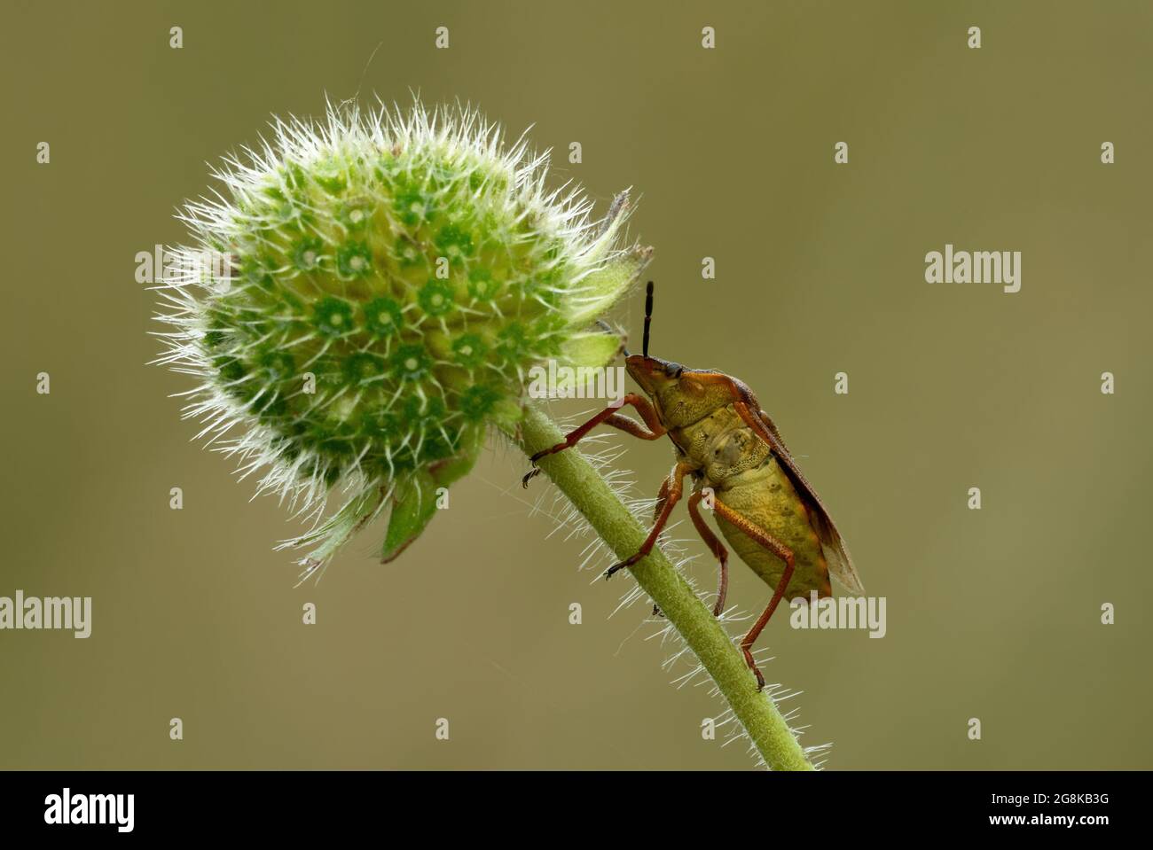 Shield bug resting on a prickly meadow plant at dusk. Side view, close ...