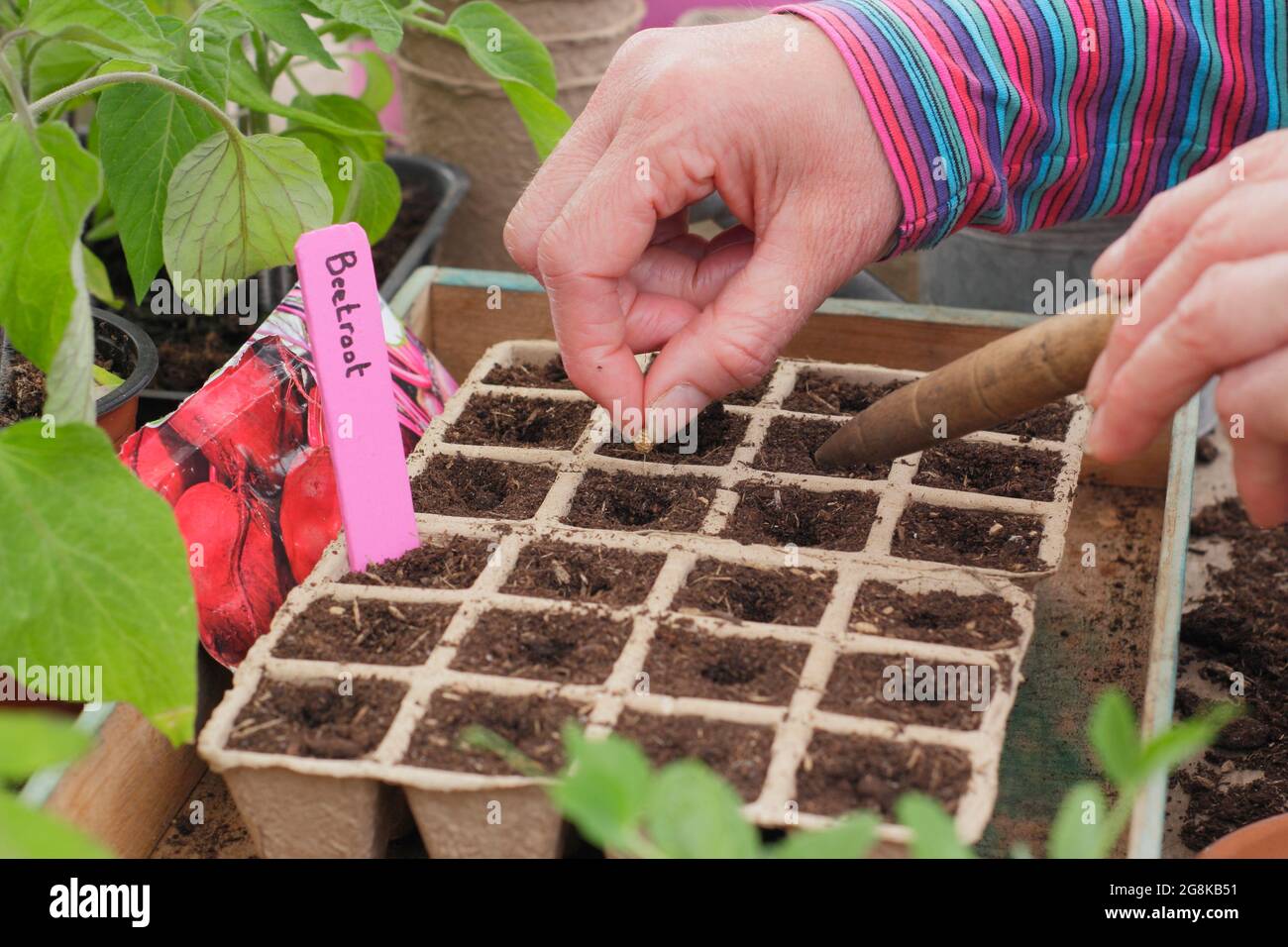 Sowing seeds. Woman sowing beetroot seed - Beta vulgaris Boltardy ...