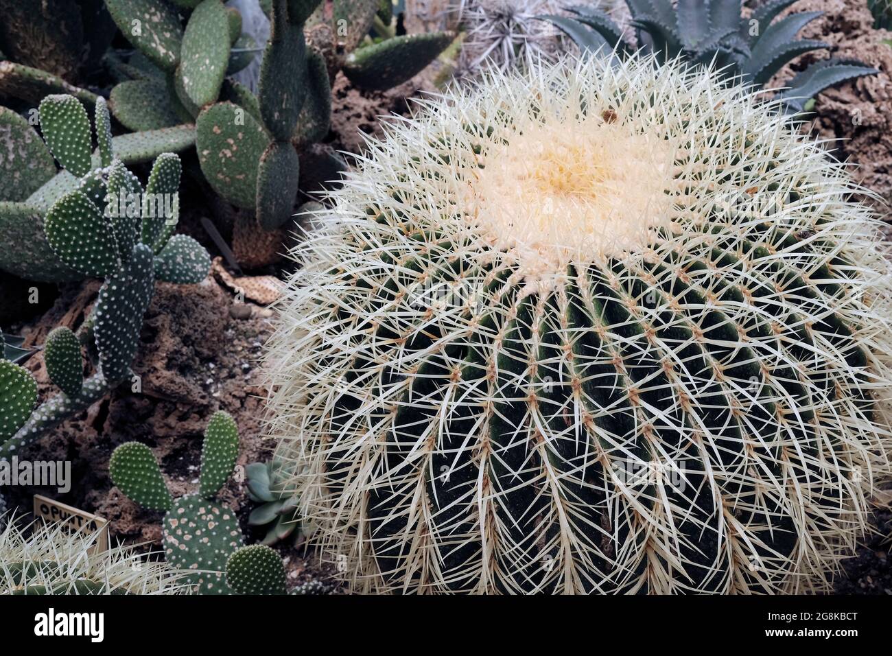 A close up of a round cactus and other cacti Stock Photo - Alamy