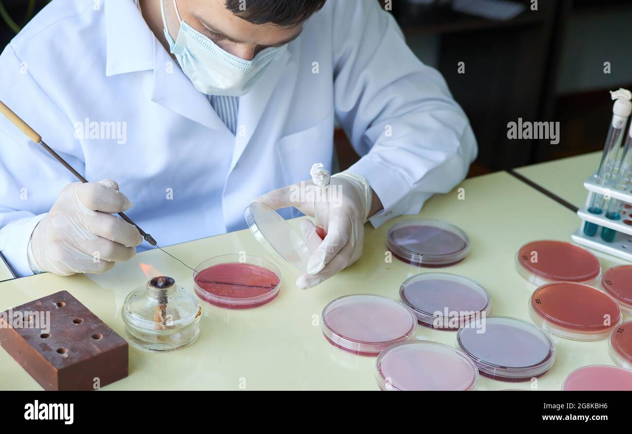 The laboratory researcher makes bacteriological inoculation in a petri ...