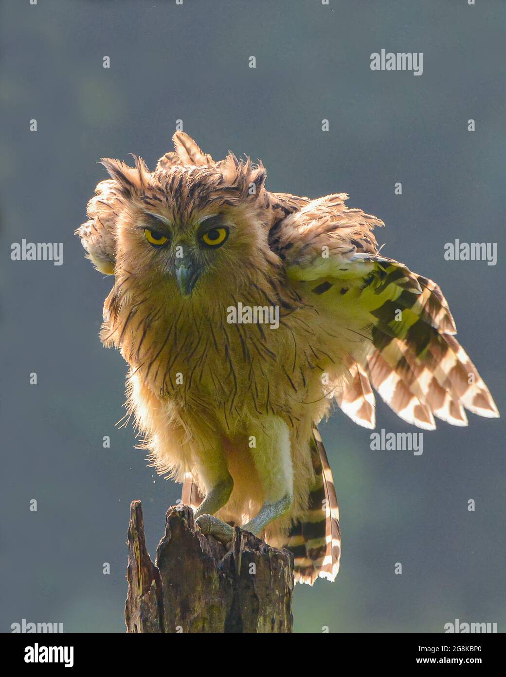 Fish looking at the photographer hi-res stock photography and images ...