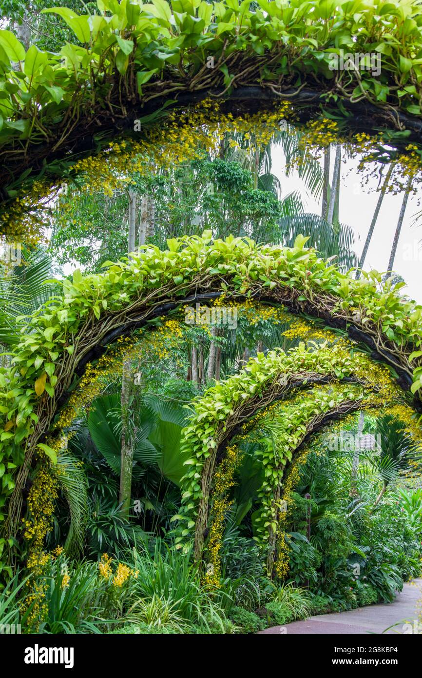 the Golden Shower Arches in orchid national garden in Singapore botanic ...