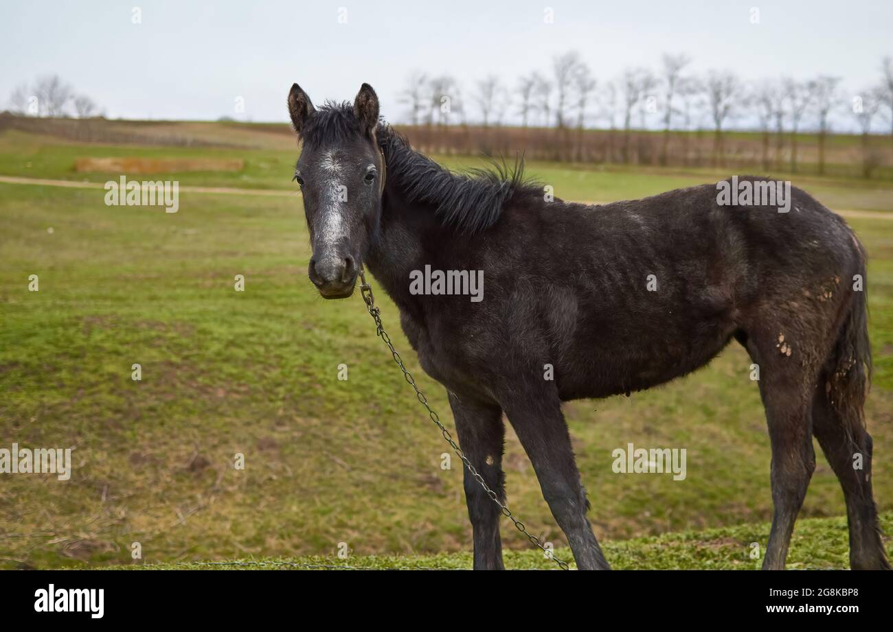 black horse foal on meadow looking on camera Stock Photo - Alamy