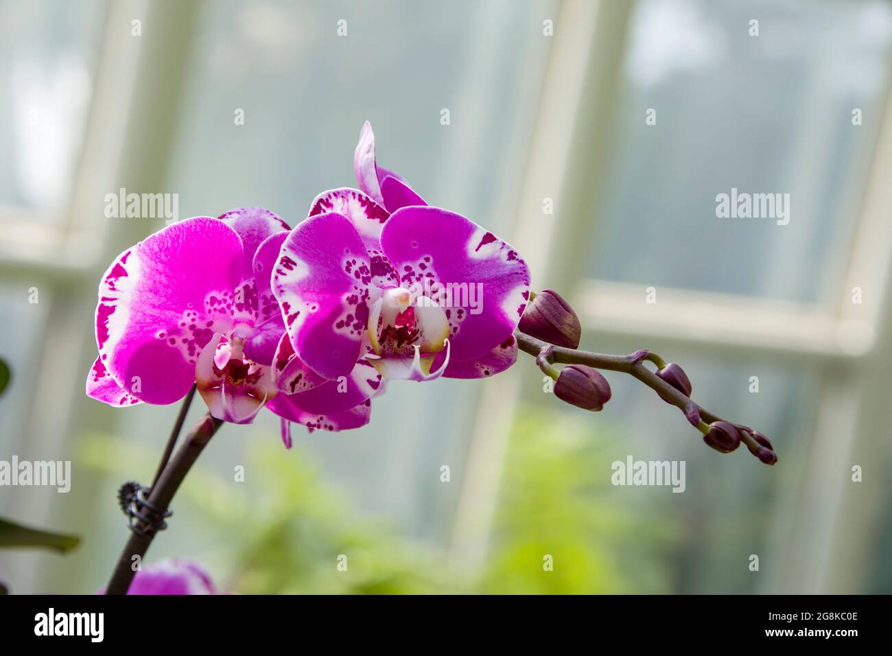 The photo of orchid Phalaenopsis Fuller's 3545 (Phalaenopsis Fuller's ...