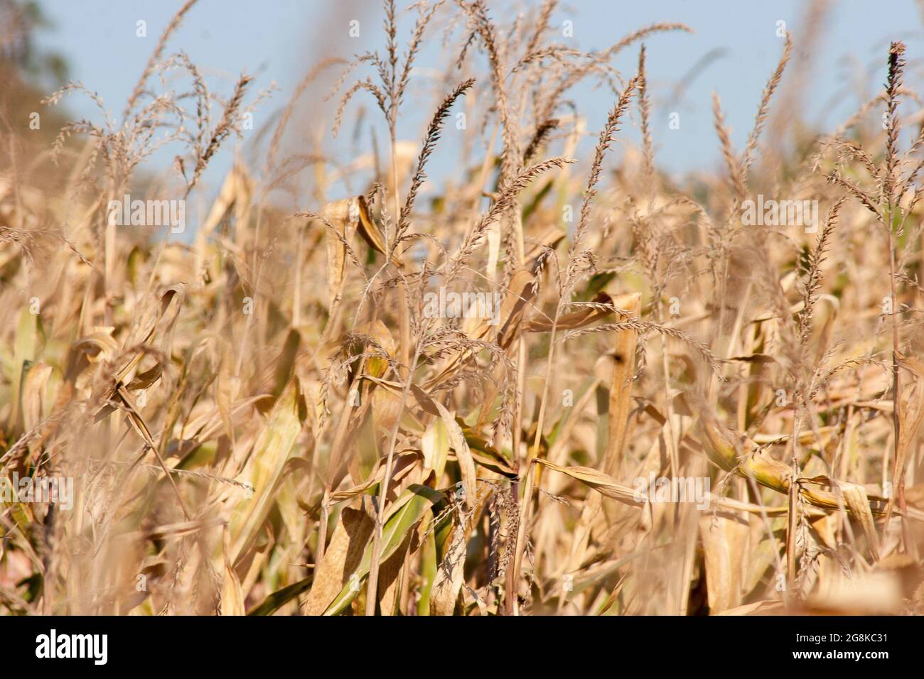 Corn field before harvest. Farming in summer. Summertime outdoor ...