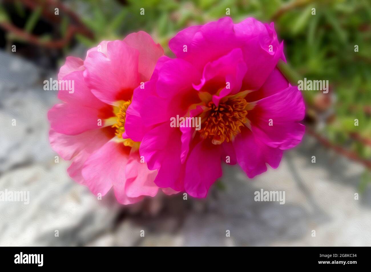 Two pink flowers shining in the sun Stock Photo - Alamy