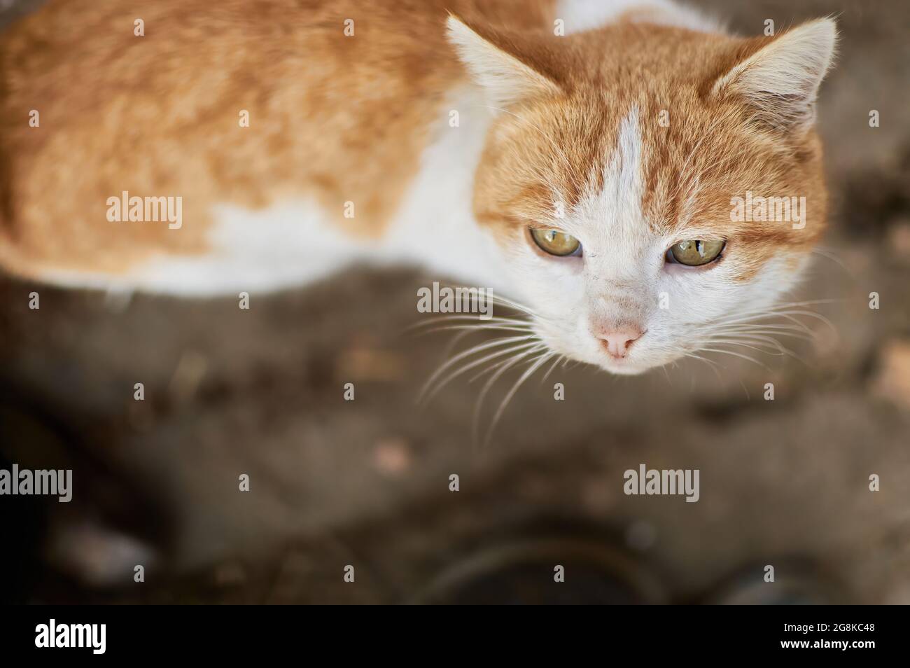 Cute cat looking up at camera from a high angle view on a ground ...