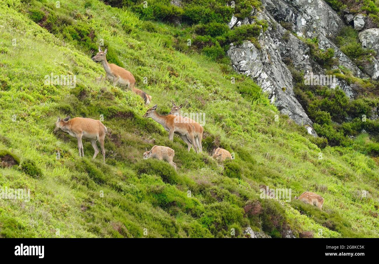 Largest native deer species hi-res stock photography and images - Alamy Largest native deer species hi-res stock photography and images - Alamy