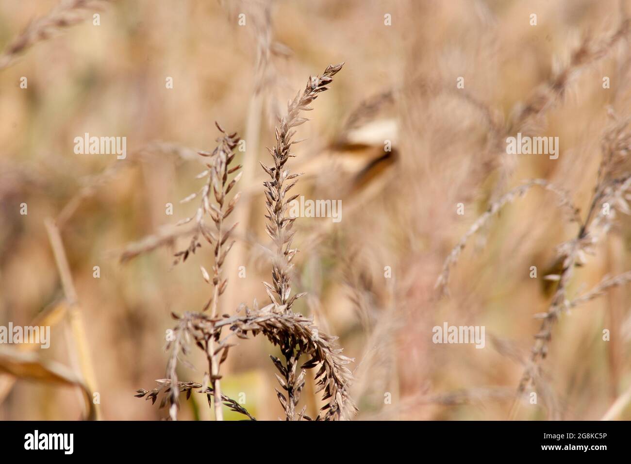 Corn field before harvest. Farming in summer. Summertime outdoor ...