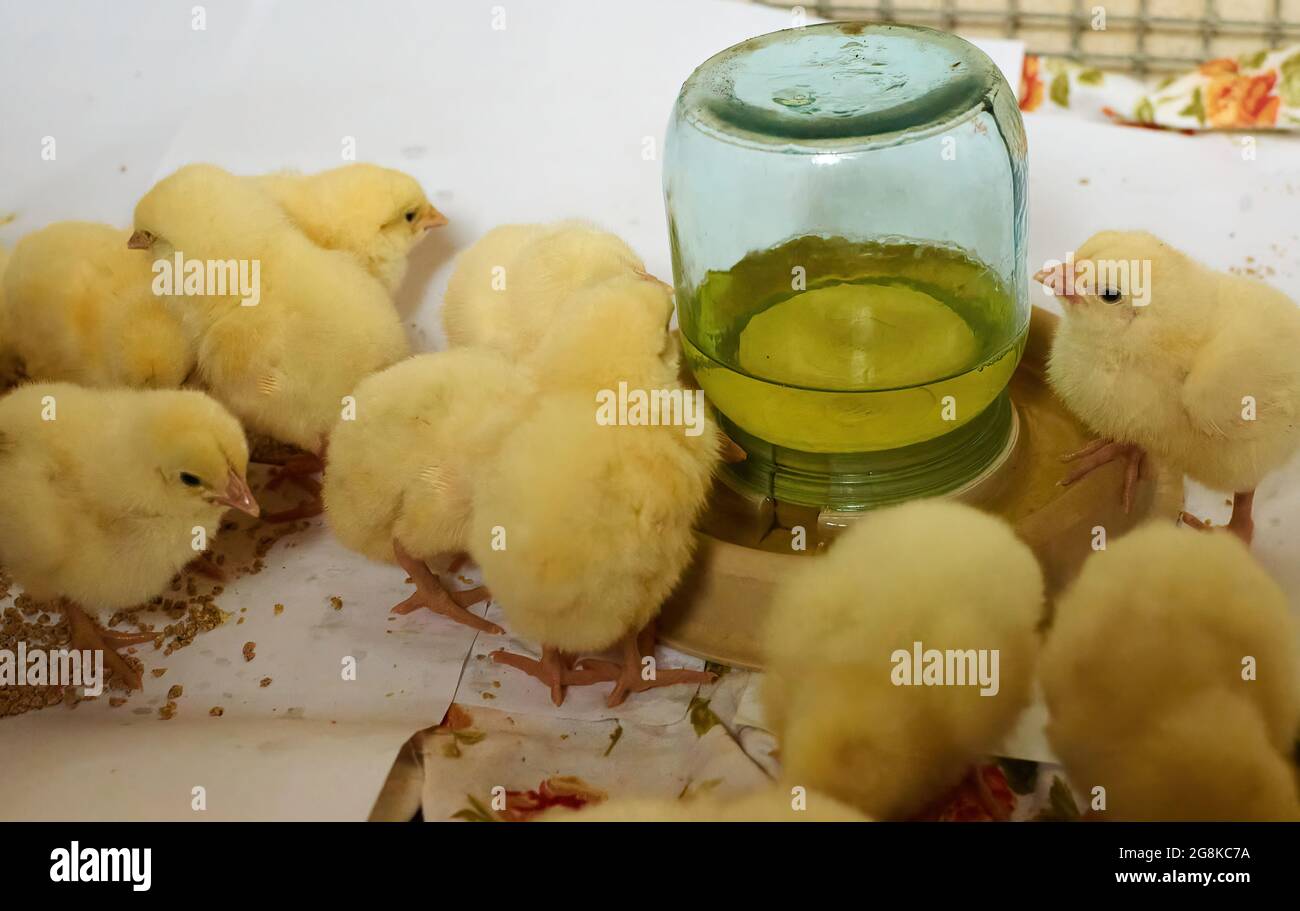 Close up of newborn small chicks in a family chicken farm drinking ...