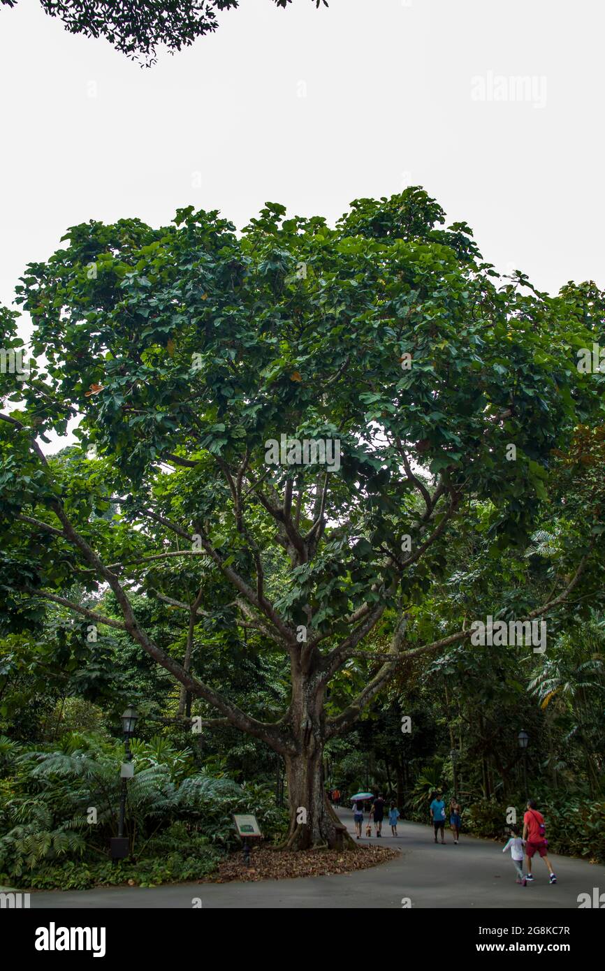 a Giant west African Cola (Cola gigantea) in botanic garden, which was ...