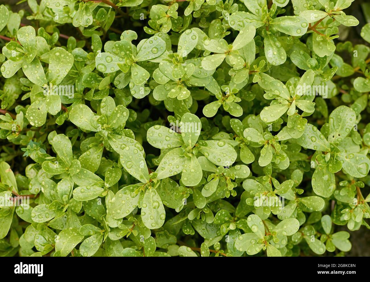 close up of wild Portulaca oleracea purslane plant Stock Photo - Alamy
