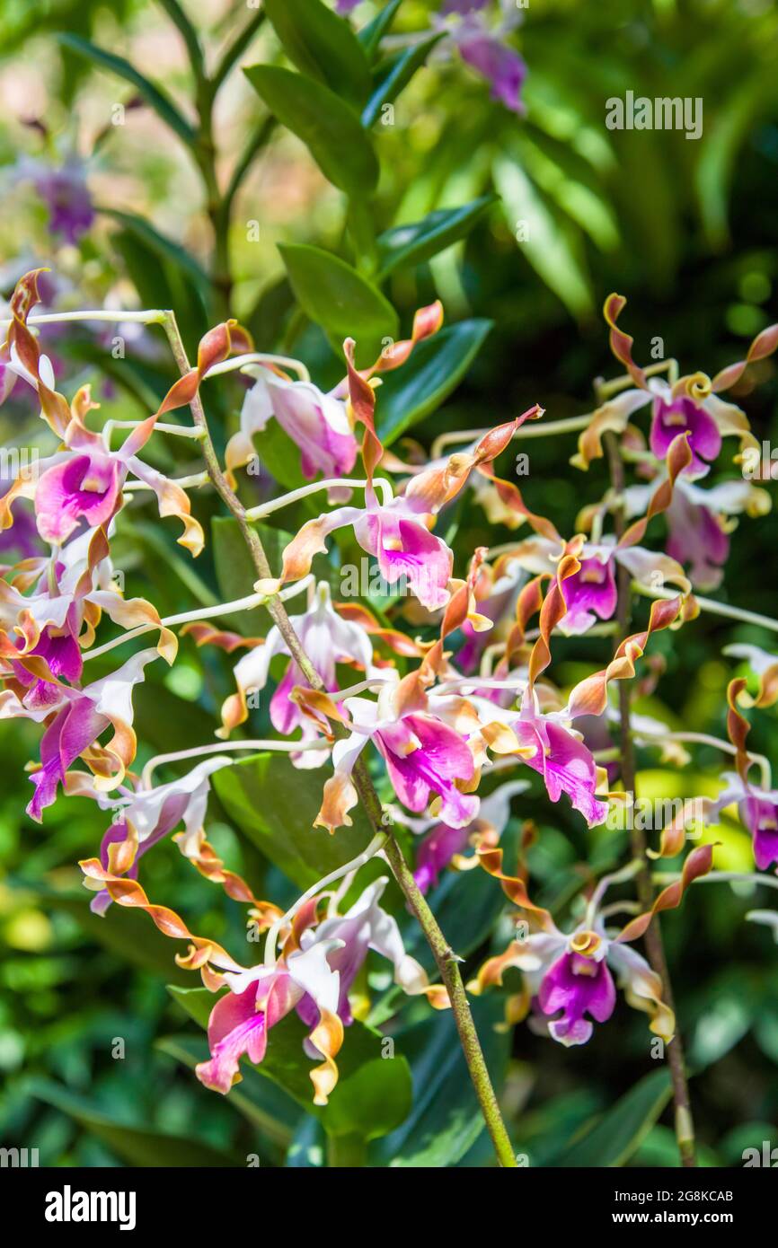Orchid Dendrobium Narendra Modi (Dendrobium Hai Sing x Dendrobium ...