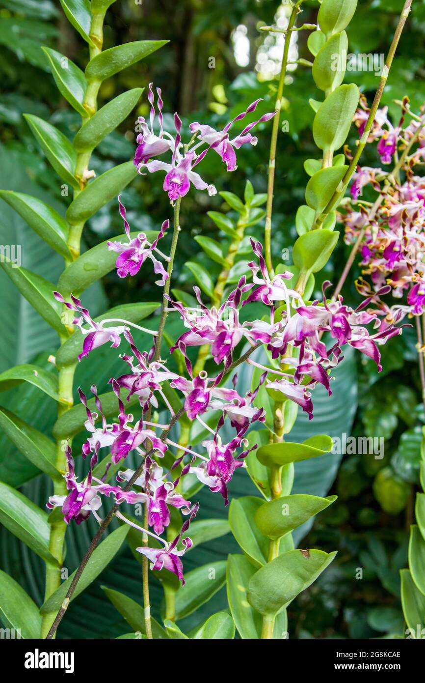 Orchid Dendrobium Narendra Modi (Dendrobium Hai Sing x Dendrobium ...