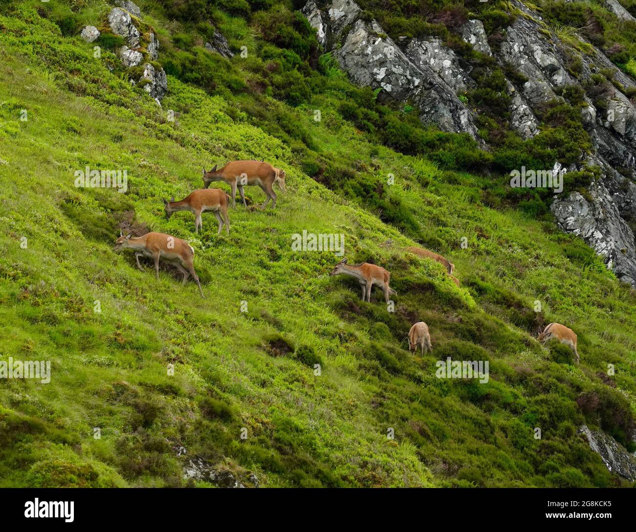 Scottish Red deer herd grazing in the Highlands Stock Photo - Alamy