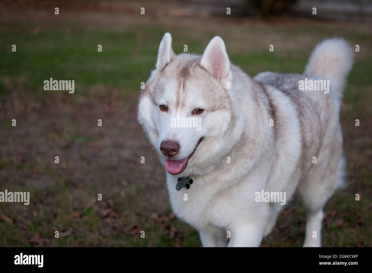 Husky looking forward Stock Photo - Alamy