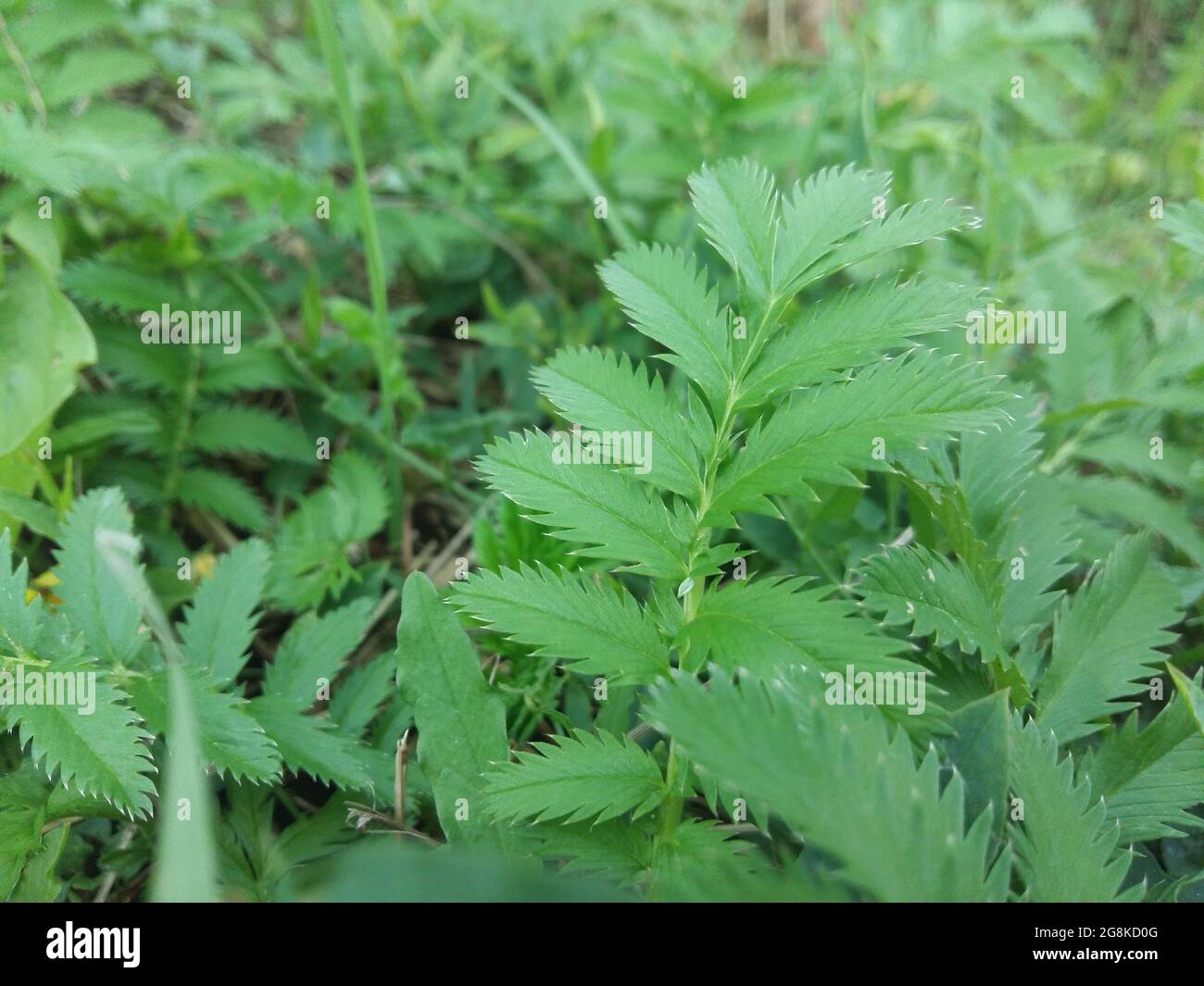 Dwarf nettle urtica urens hi-res stock photography and images - Alamy