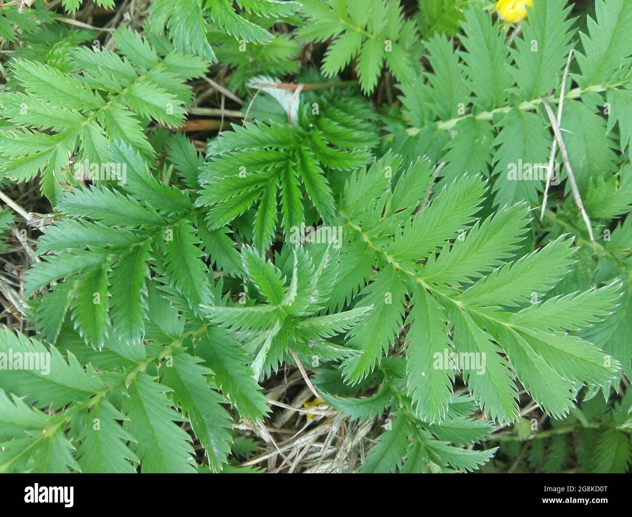 Dwarf nettle urtica urens hi-res stock photography and images - Alamy