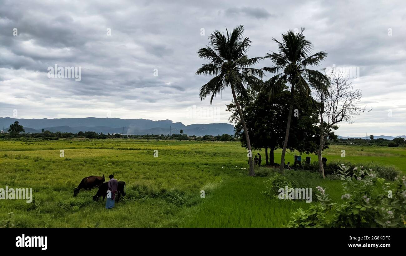 Beautiful shot farm trees hi-res stock photography and images - Alamy