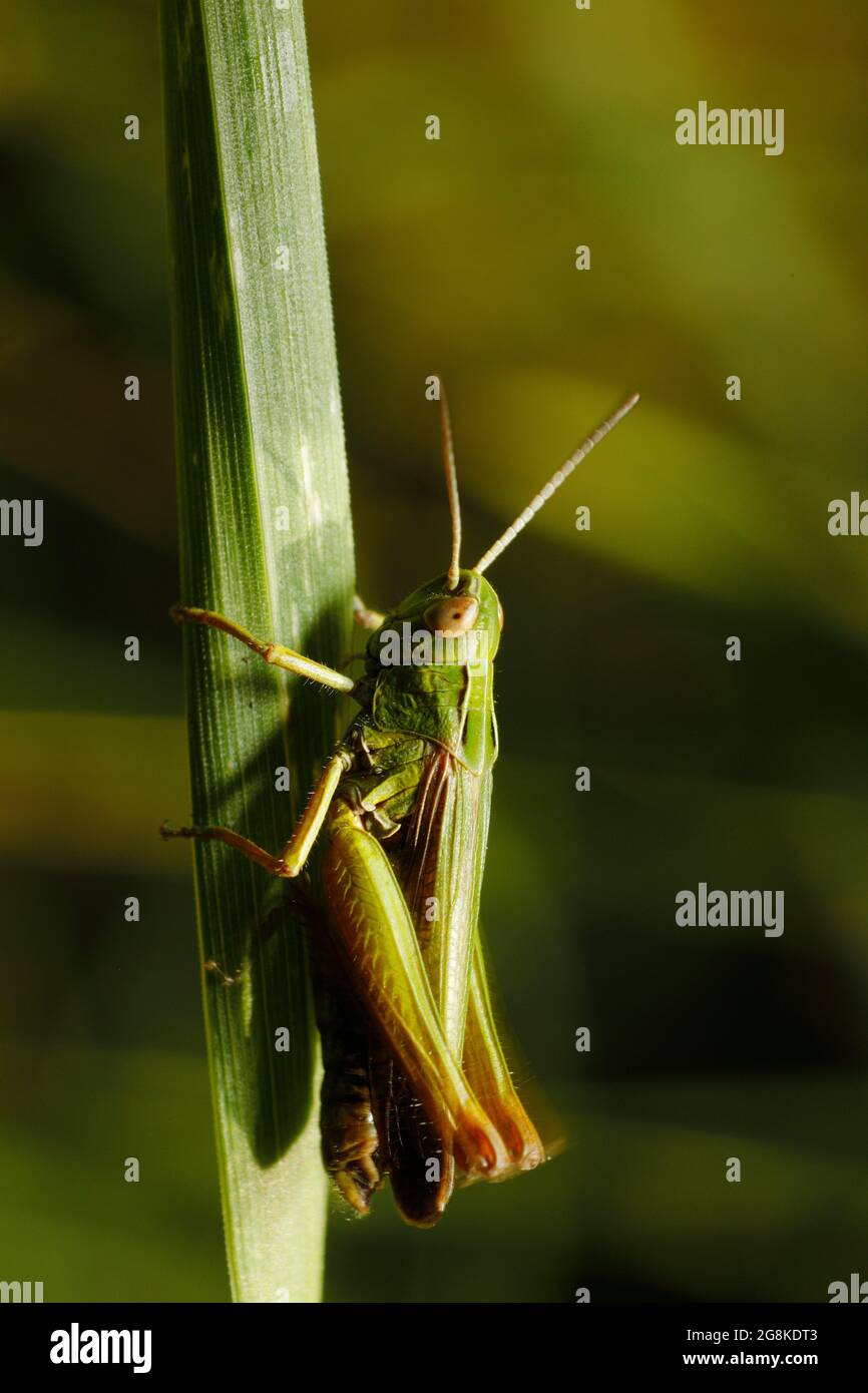 Spiracle grasshopper hi-res stock photography and images - Alamy