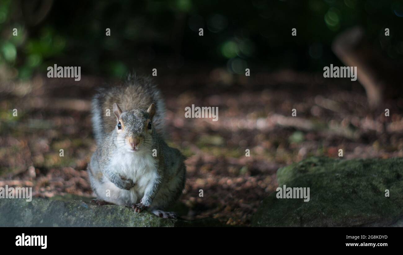 Cute squirrel looking right at the camera in the forest Stock Photo - Alamy