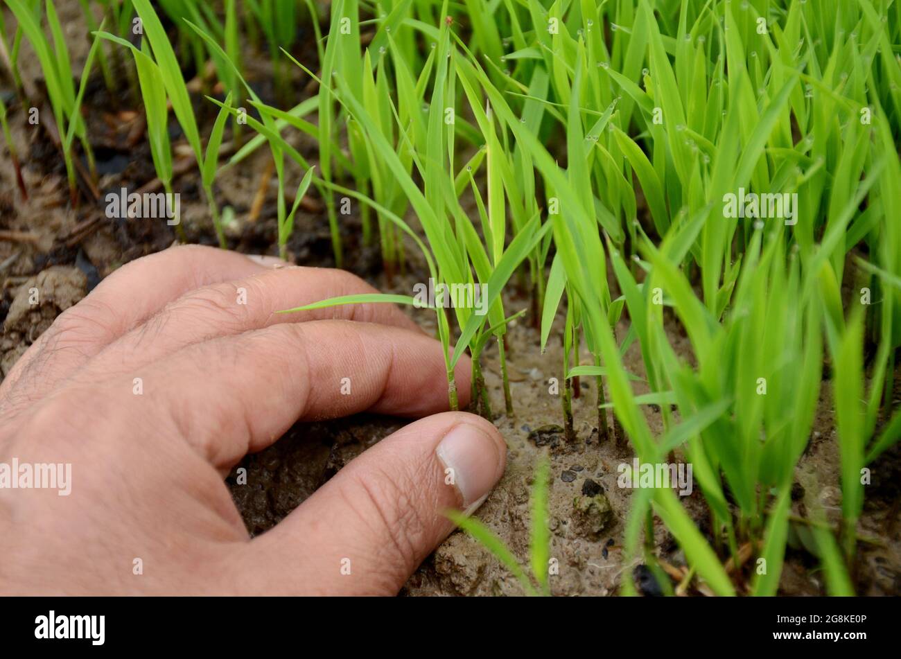 Hand touching the green ripe paddy soil heap in the farm Stock Photo ...