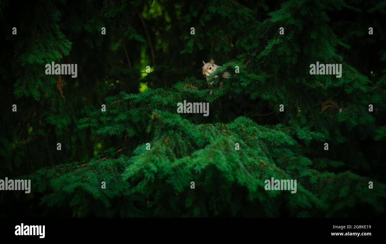 Cute squirrel hiding between tree twigs Stock Photo - Alamy