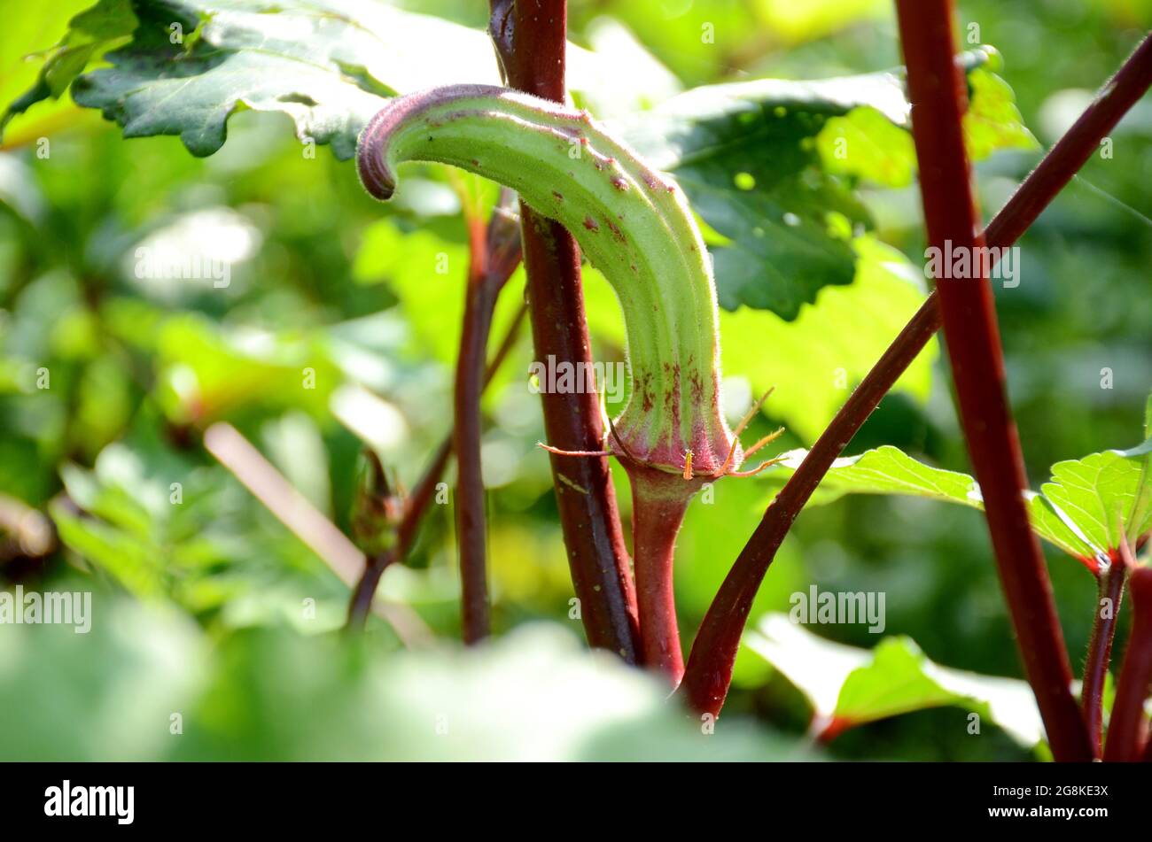 Okra grown in nature hi-res stock photography and images - Alamy