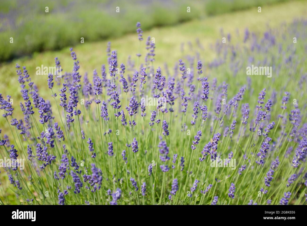 True english lavender lavandula angustifolia lavenders hi-res stock ...