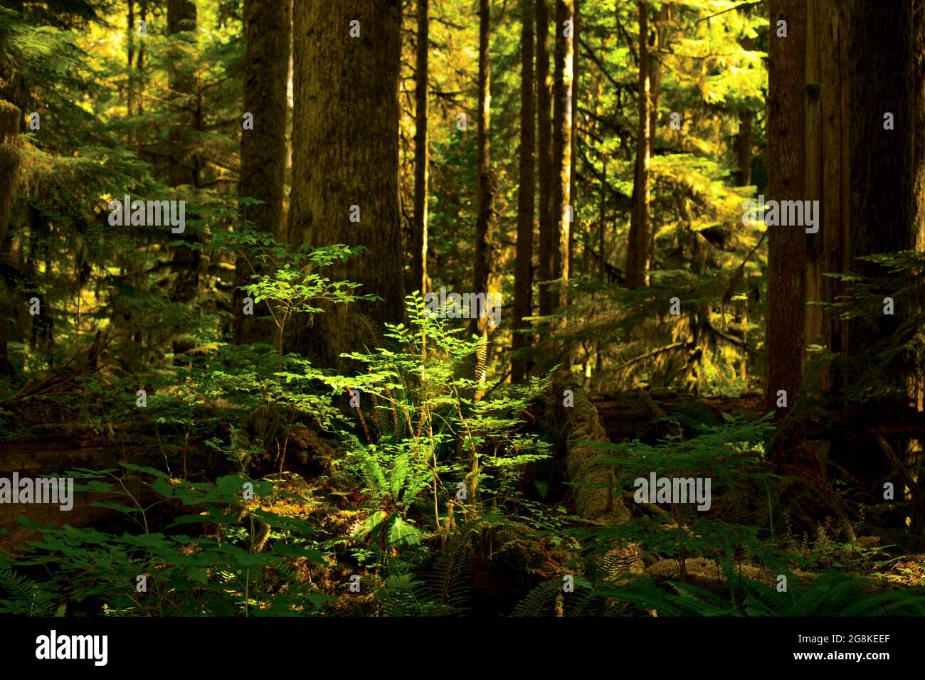 a exterior picture of an Pacific Northwest forest with conifer trees ...