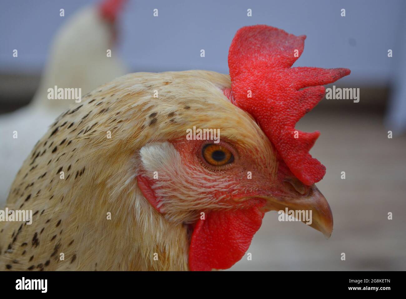 Portrait of a white hen in front of other hens Stock Photo - Alamy
