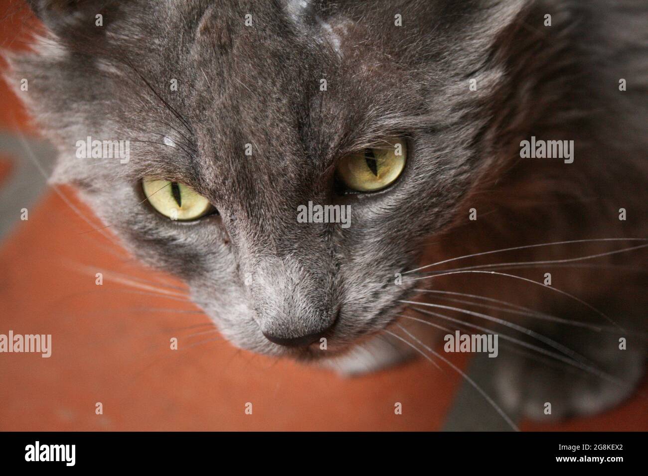 Closeup shot of a cute gray cat with bright green eyes Stock Photo - Alamy