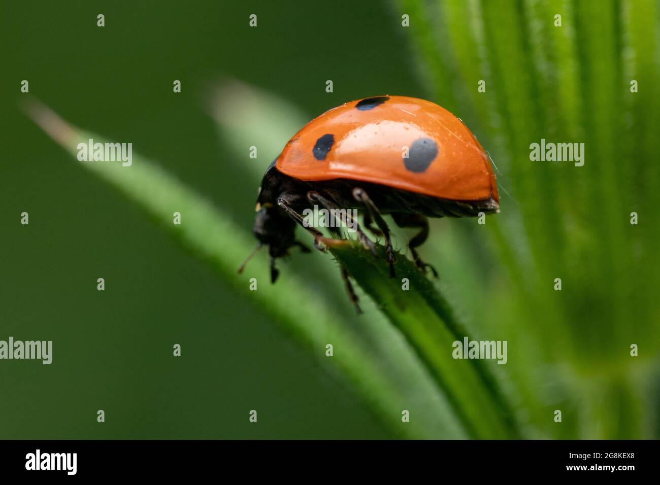 Ladybu hi-res stock photography and images - Alamy