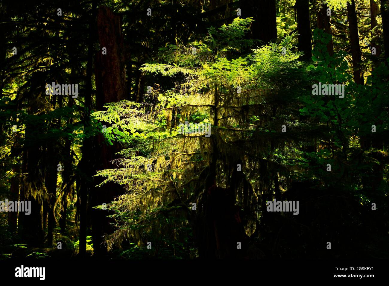 a exterior picture of an Pacific Northwest forest with conifer trees ...
