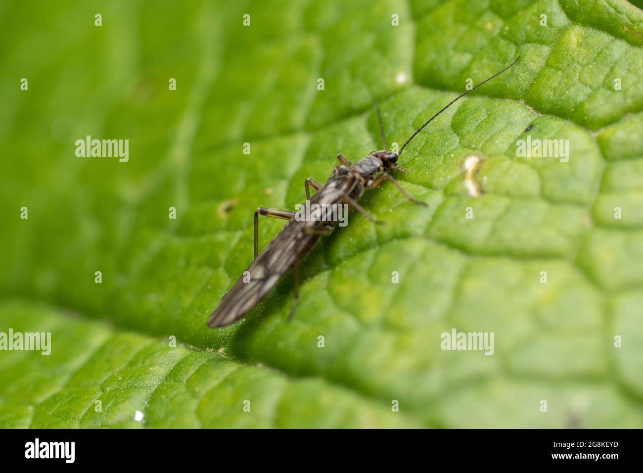 Thrips hi-res stock photography and images - Alamy