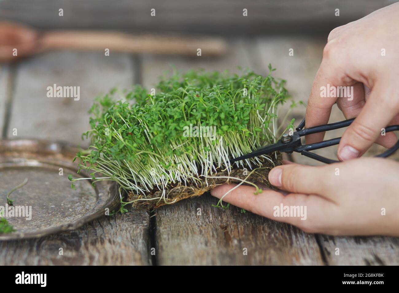 Hands cutting fresh watercress salad sprouts on rustic wood. Watercress ...