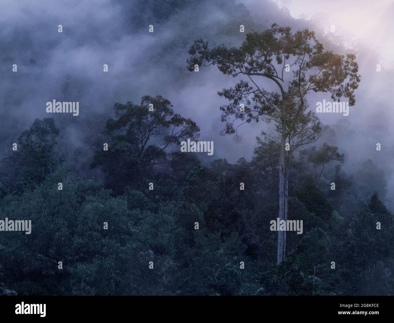 Dark burning forest covered with smoke, horizontal background Stock ...