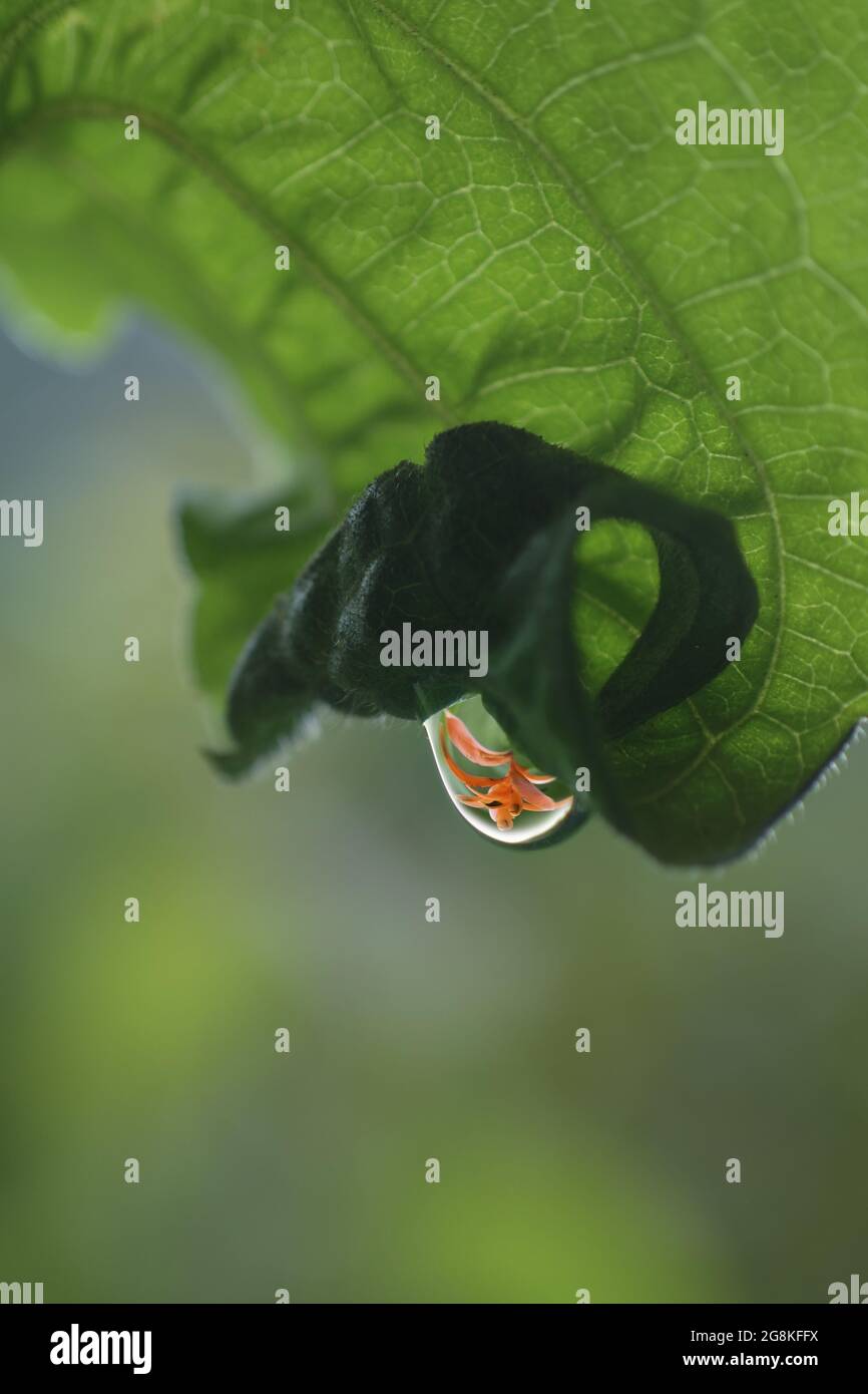 Closeup shot of a raindrop hanging on a green leaf Stock Photo - Alamy